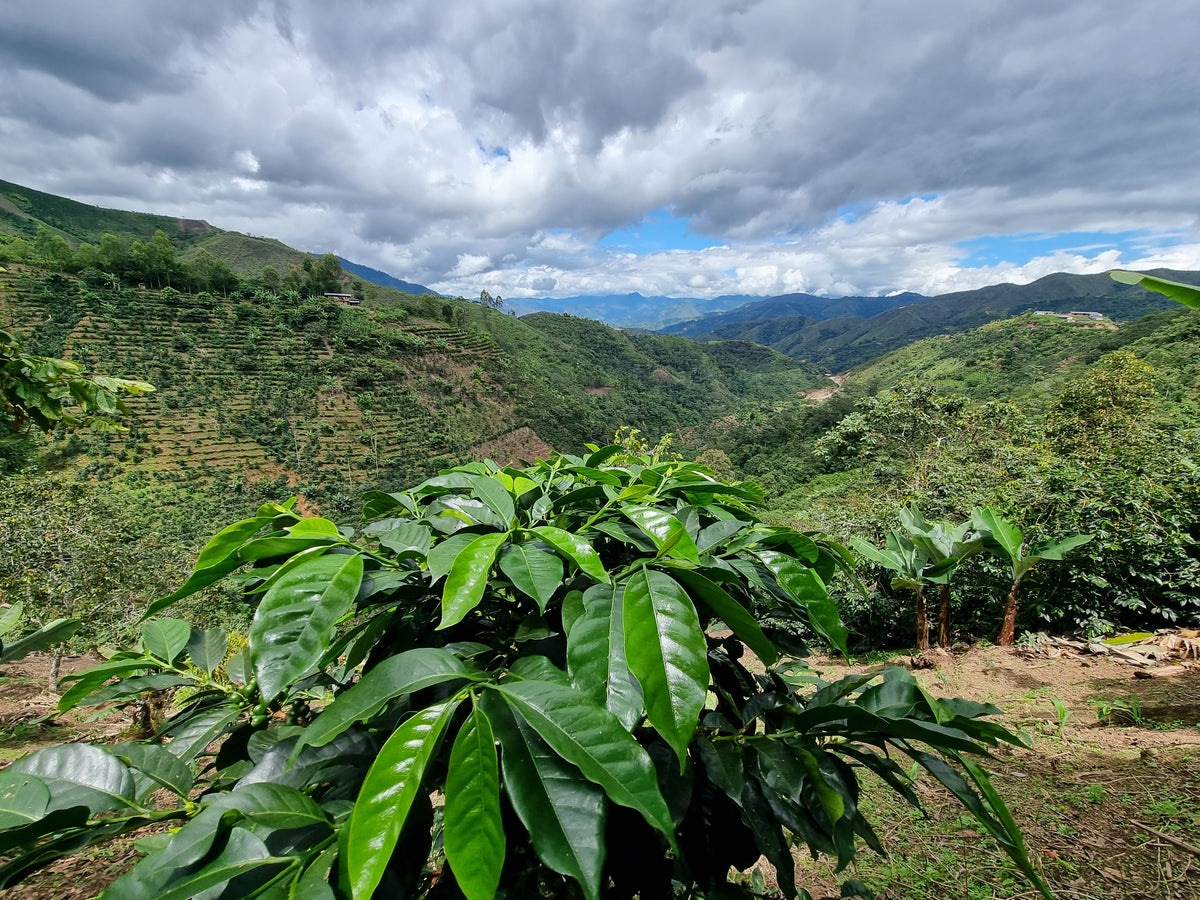 Metres above sea level | The impact of altitude on coffee cultivation ...